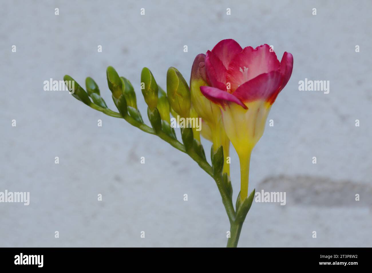 Freesia in bloom seen up close Stock Photo - Alamy