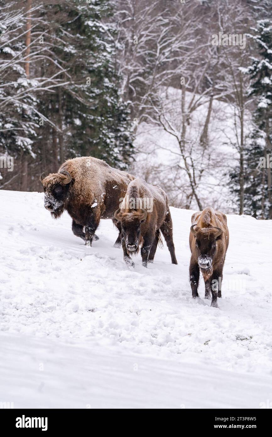 Bison wisent project hi-res stock photography and images - Alamy