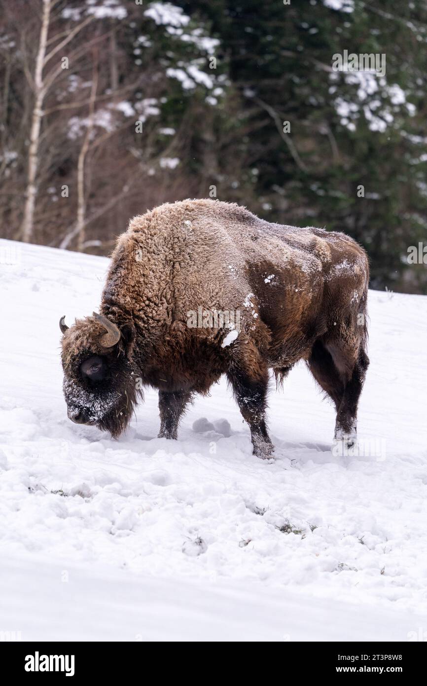 Reintroduced bison hi-res stock photography and images - Alamy