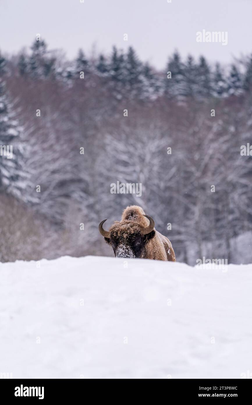 Reintroduced Wisent in Switzerland Stock Photo - Alamy