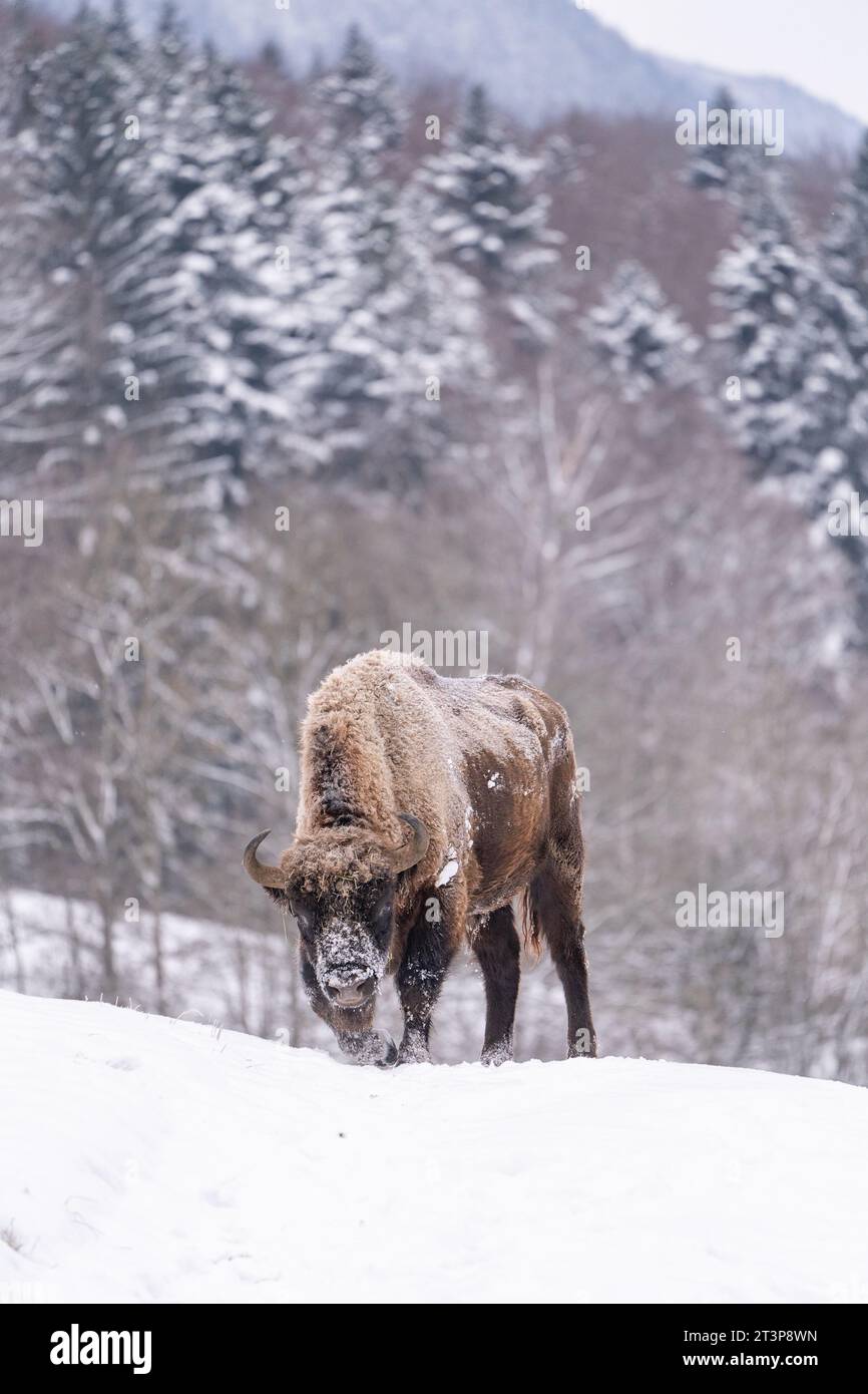 Bison wisent project hi-res stock photography and images - Alamy