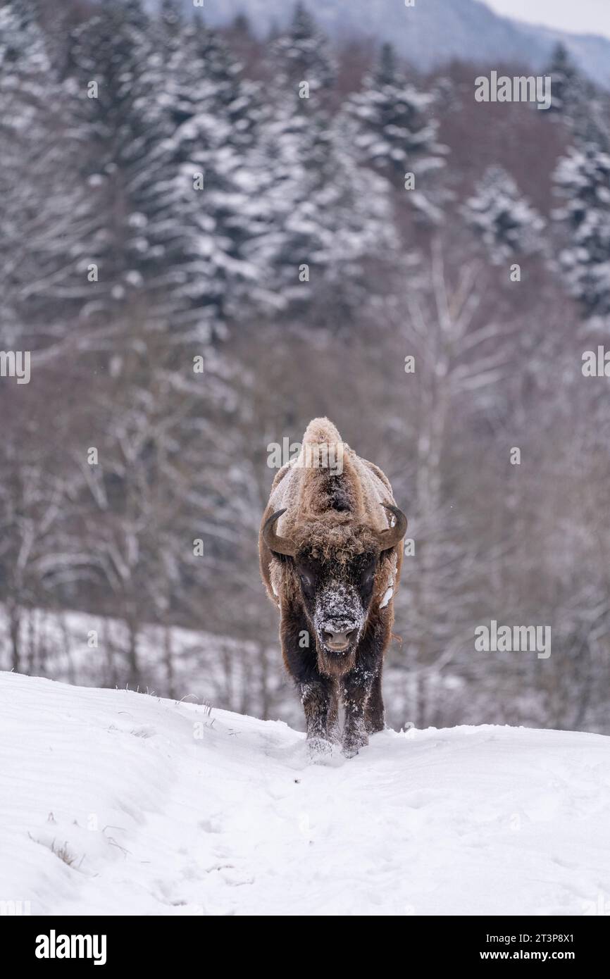 Reintroduced Wisent in Switzerland Stock Photo - Alamy
