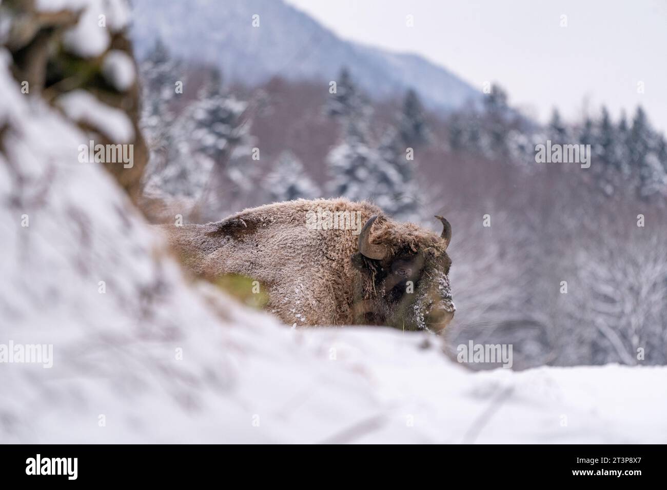 Reintroduced Wisent in Switzerland Stock Photo - Alamy