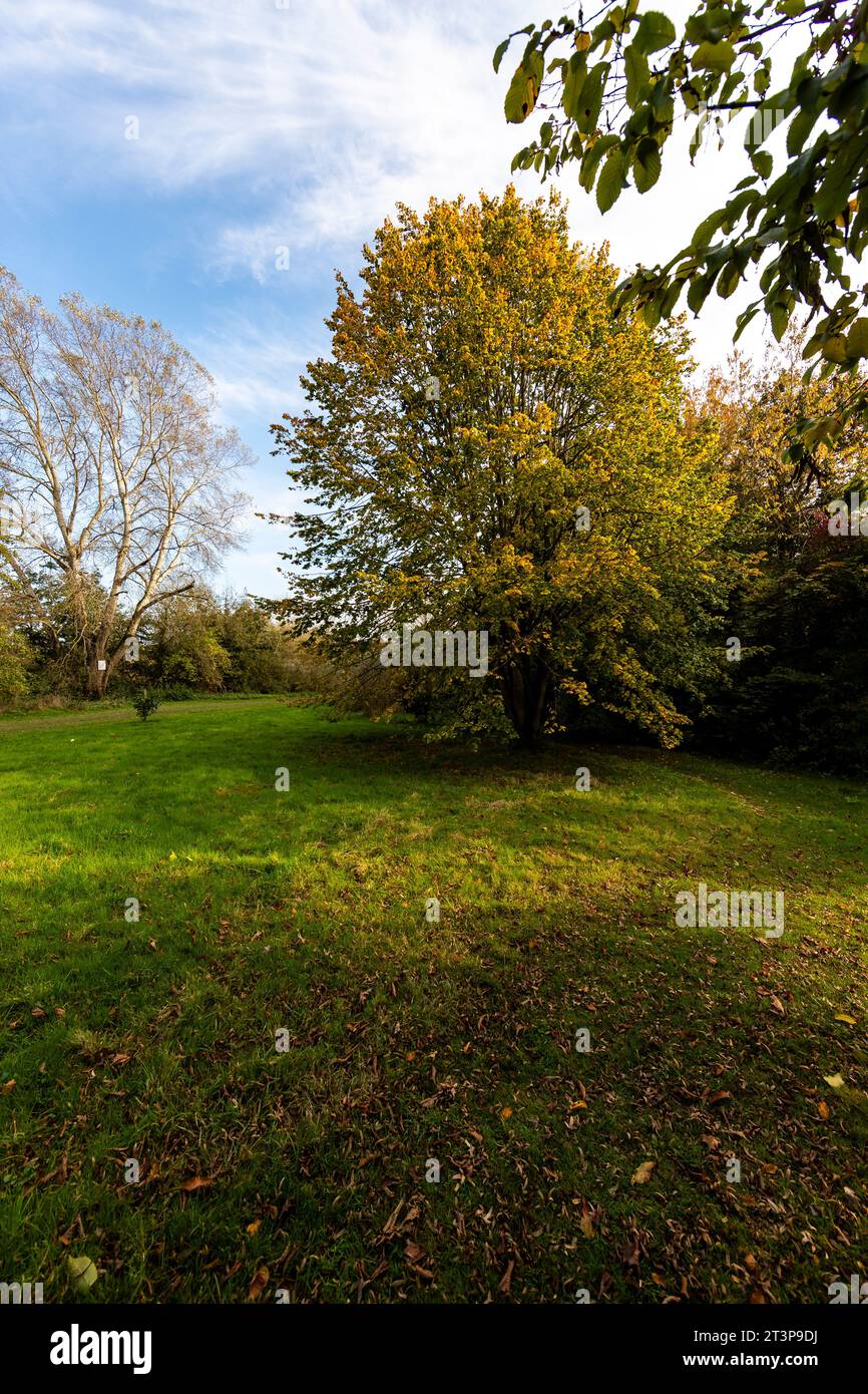Linear arboretum hi-res stock photography and images - Alamy