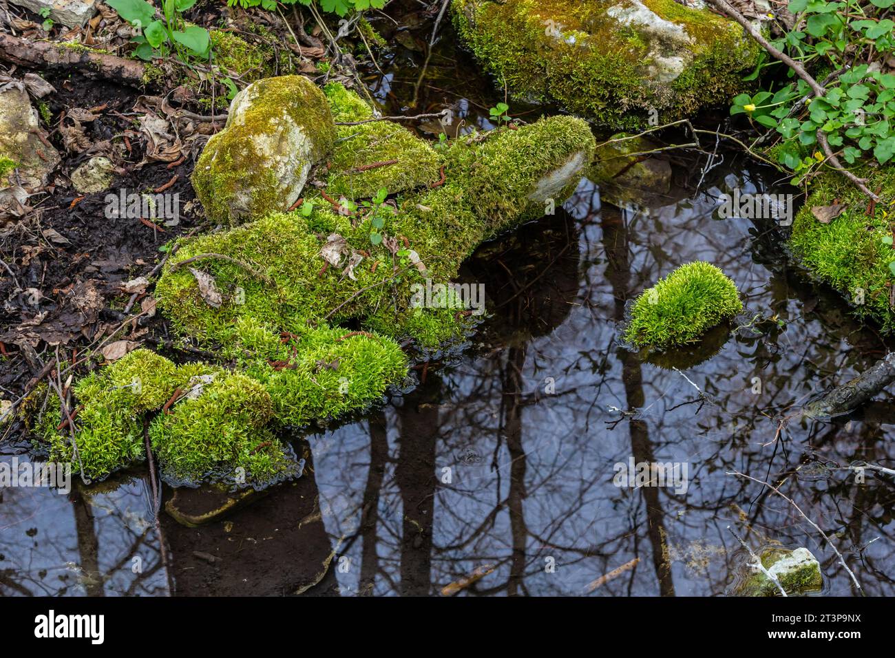 River in a forest park. Plants, moss, green grass. Reflections on water ...