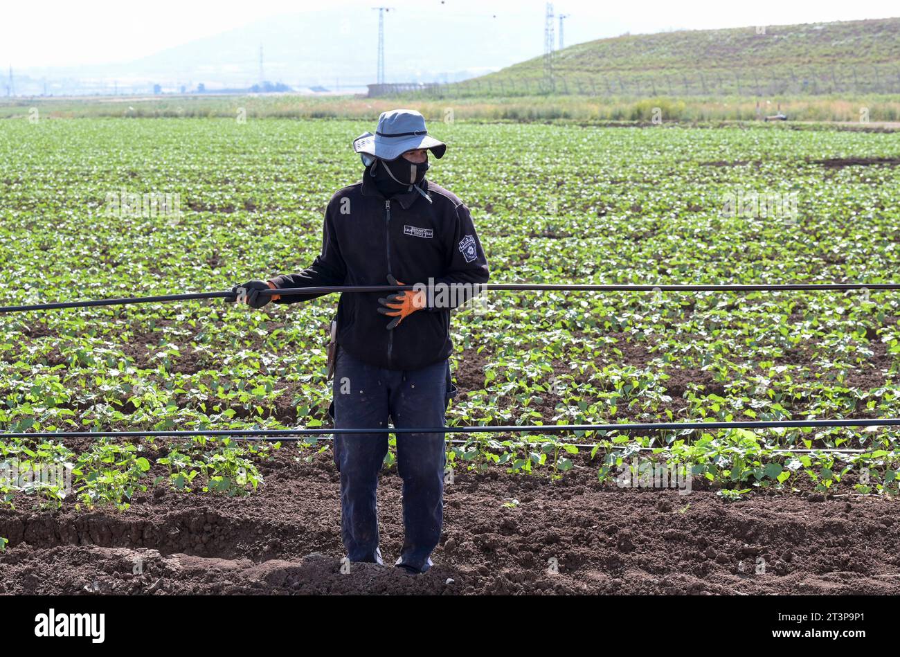 Israel, kibbutz agriculture ISRAEL, kibbutz farm, laying of hose for ...