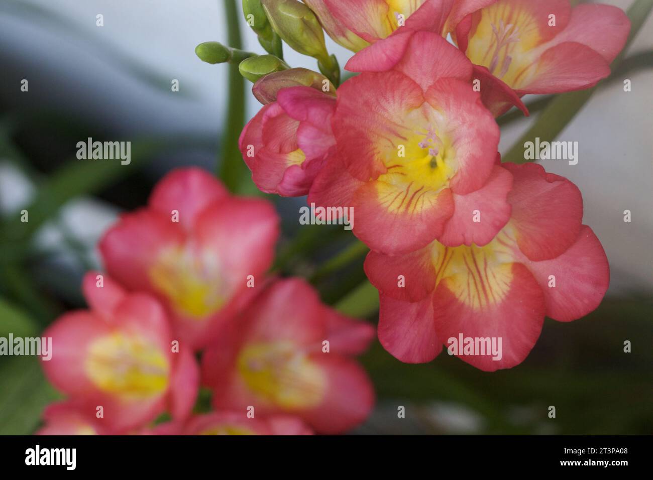 Freesia in bloom seen up close Stock Photo - Alamy