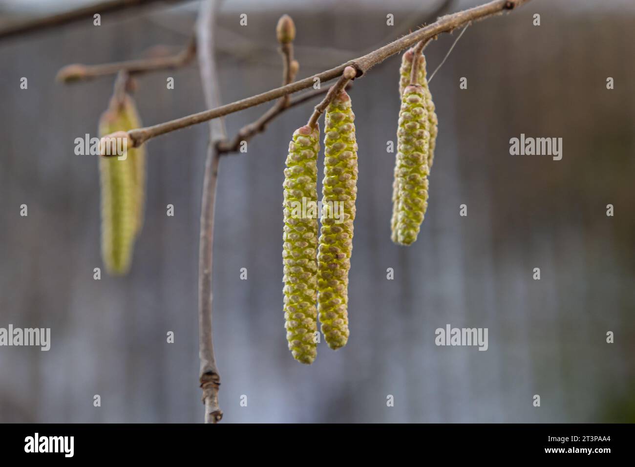 Common hazel Corylus avellana, in the spring blooms in the forest Stock ...