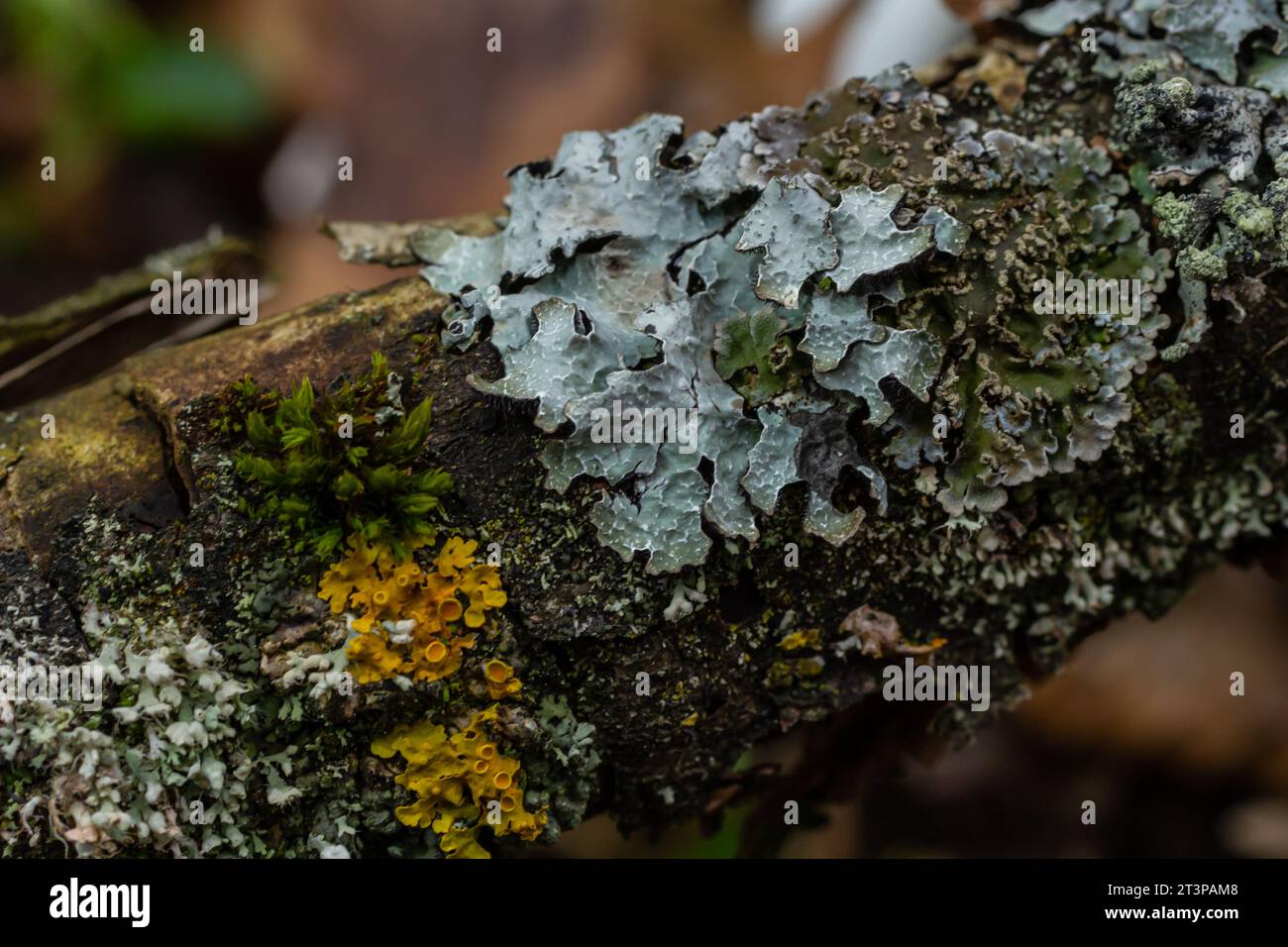 Detailed photo of lichen Lobaria Scrobiculata. Dry tree branch with ...