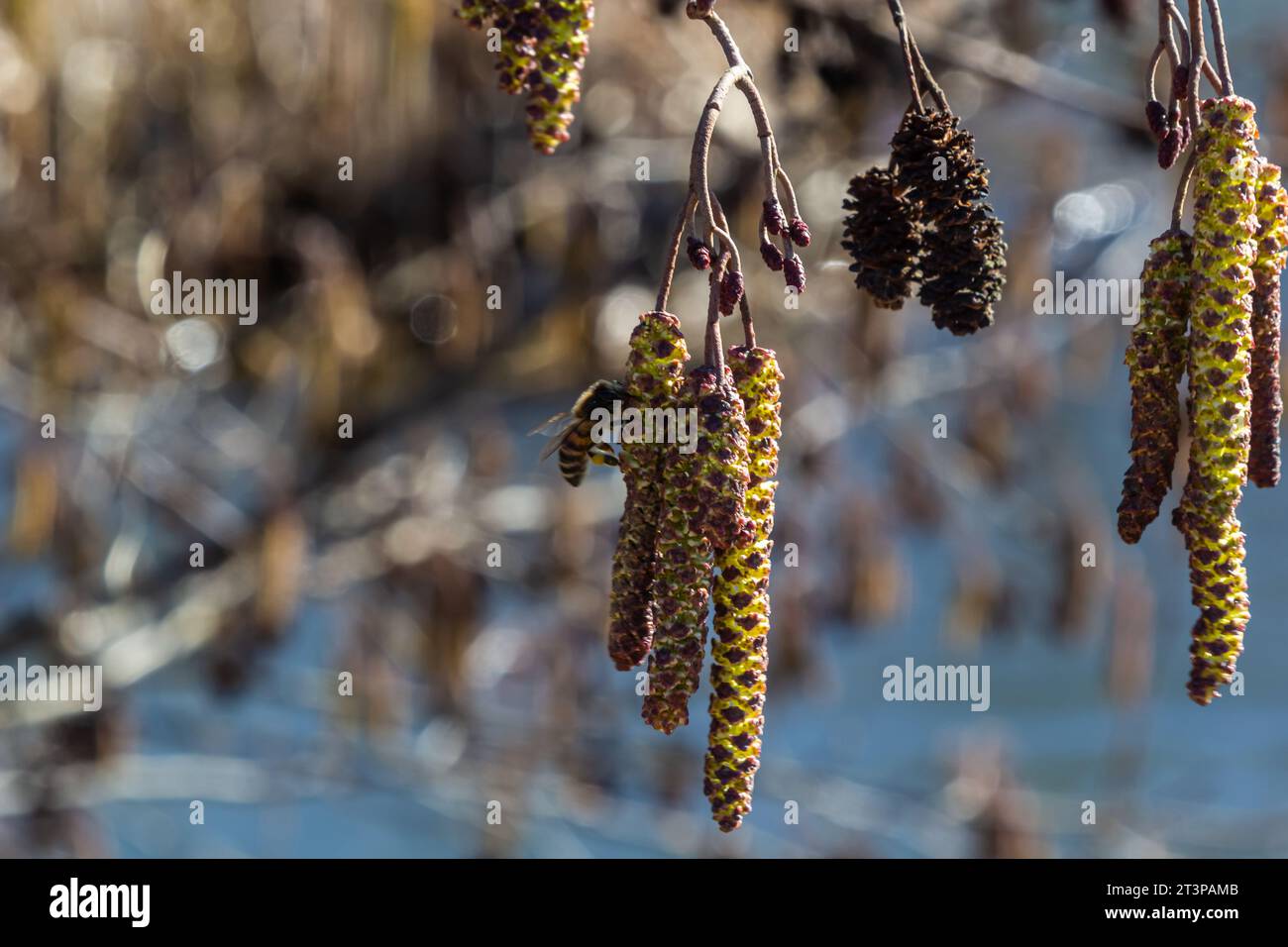 Small branch of black alder Alnus glutinosa with male catkins and ...