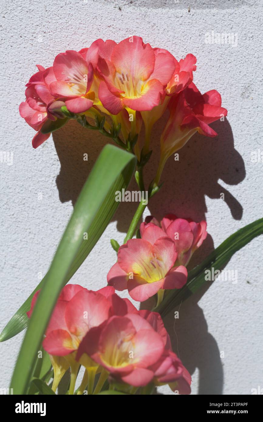 Blue pink yellow freesia hi-res stock photography and images - Alamy