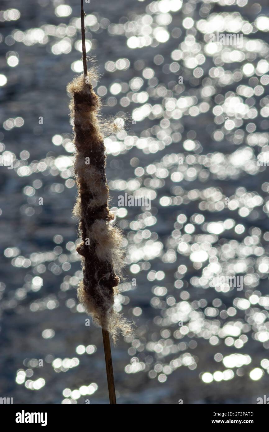 Cattails bulrush Typha latifolia beside river. Closeup of blooming ...