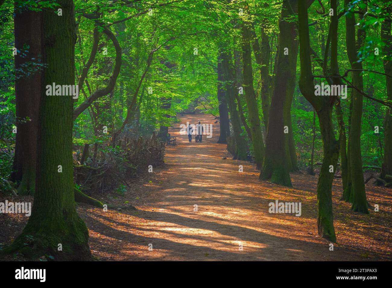 Walking in Highgate Wood in North London, England Stock Photo - Alamy