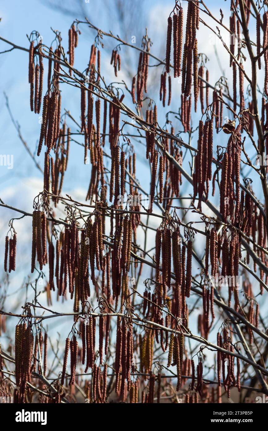 Small branch of black alder Alnus glutinosa with male catkins and ...