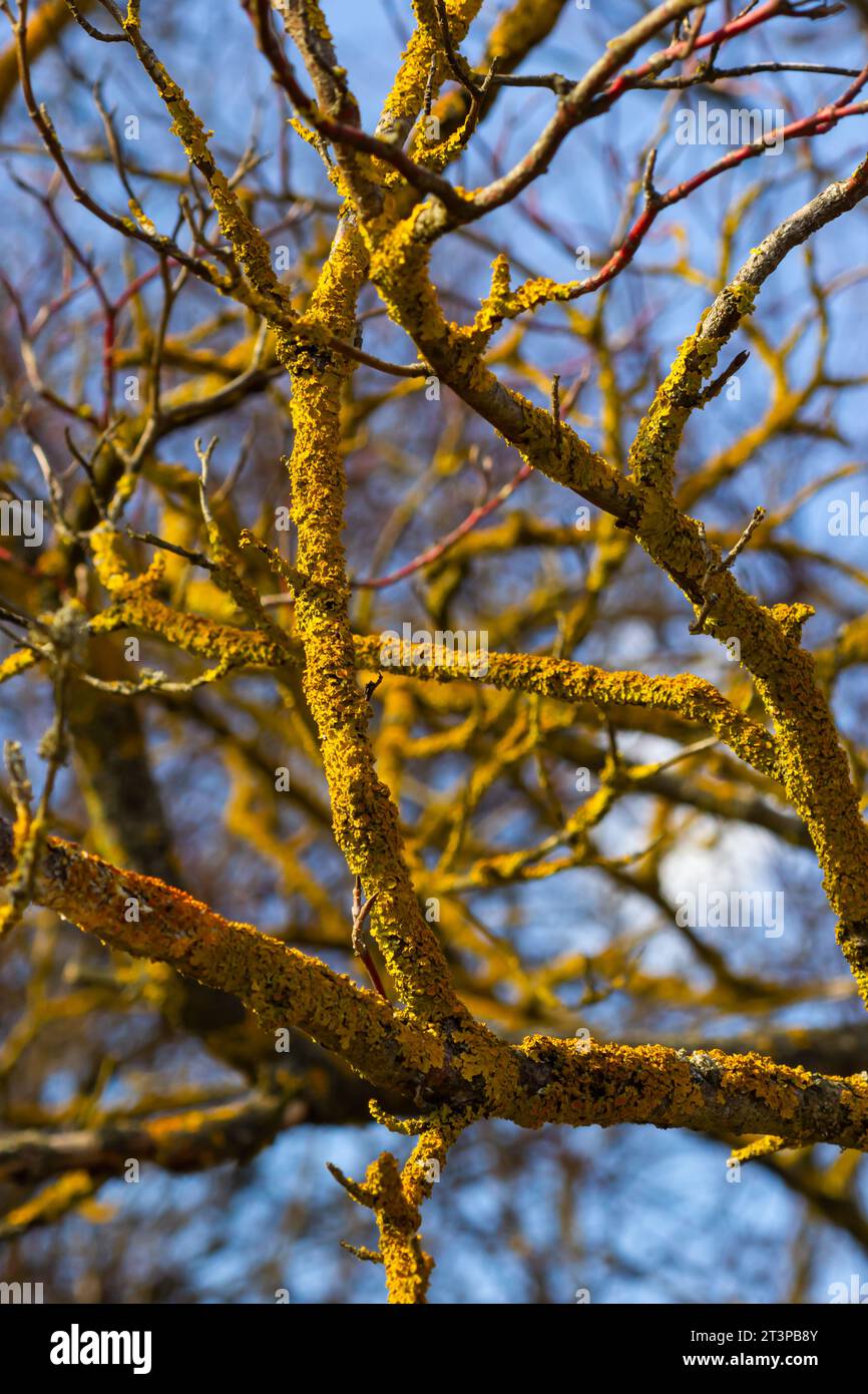 Xanthoria parietina common orange lichen, yellow scale, maritime ...
