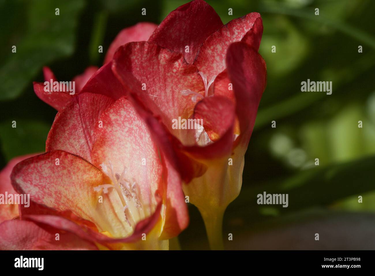 Freesia in bloom seen up close Stock Photo - Alamy