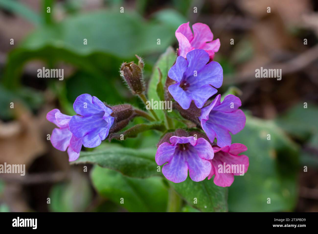 Pulmonaria, lungwort flowers of different shades of violet in one ...