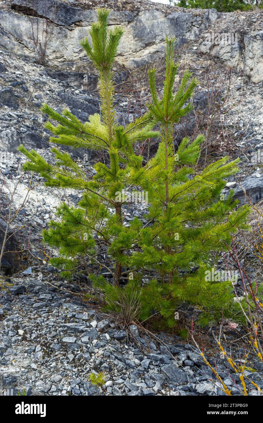 Small pine tree. small green spruce grows on a stone against the ...