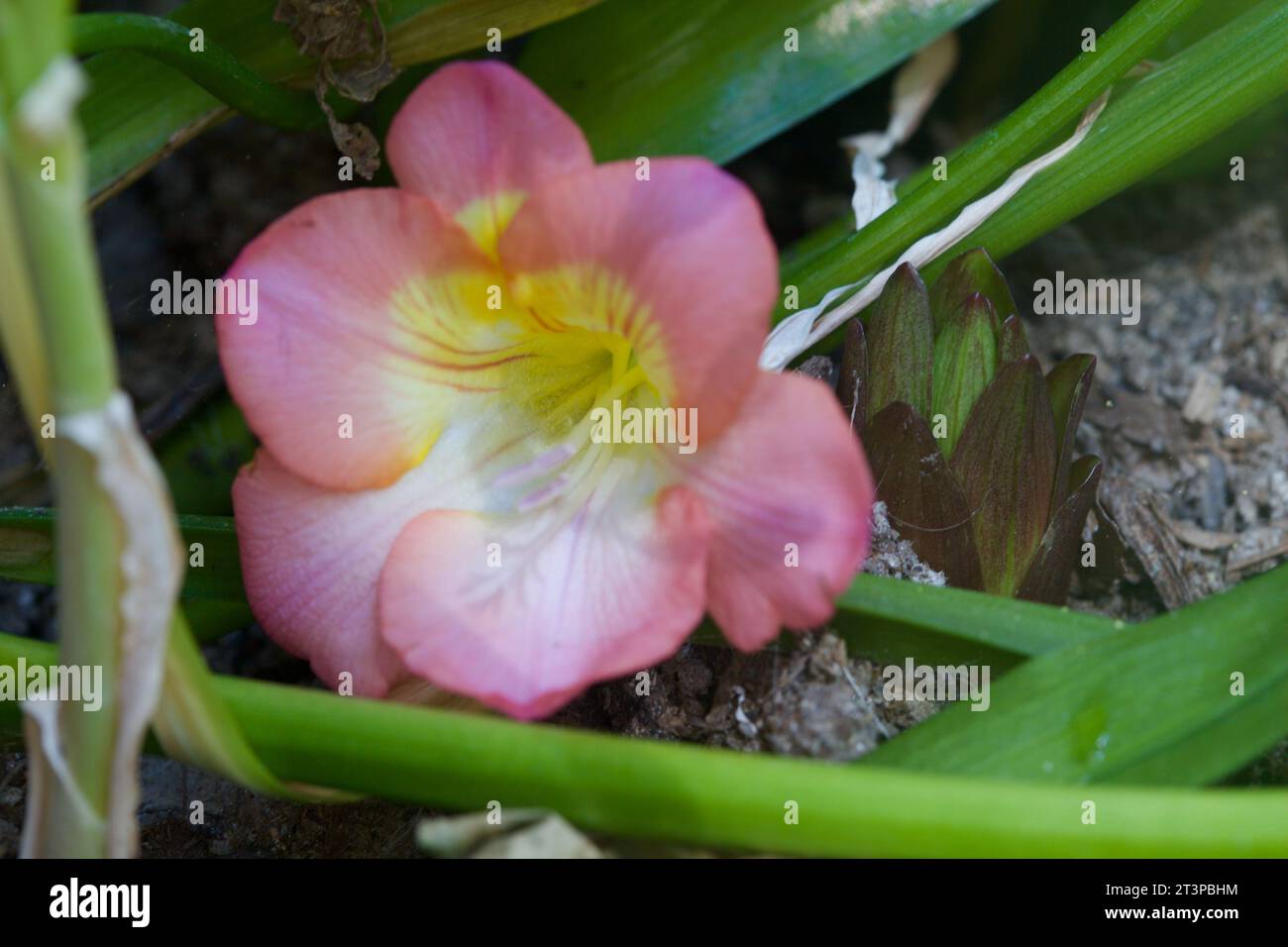 Freesia in bloom seen up close Stock Photo - Alamy