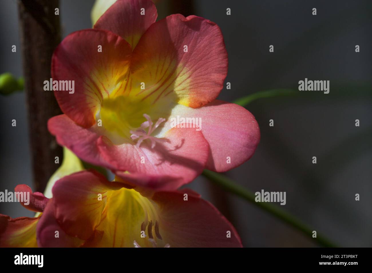 Freesia in bloom seen up close Stock Photo - Alamy