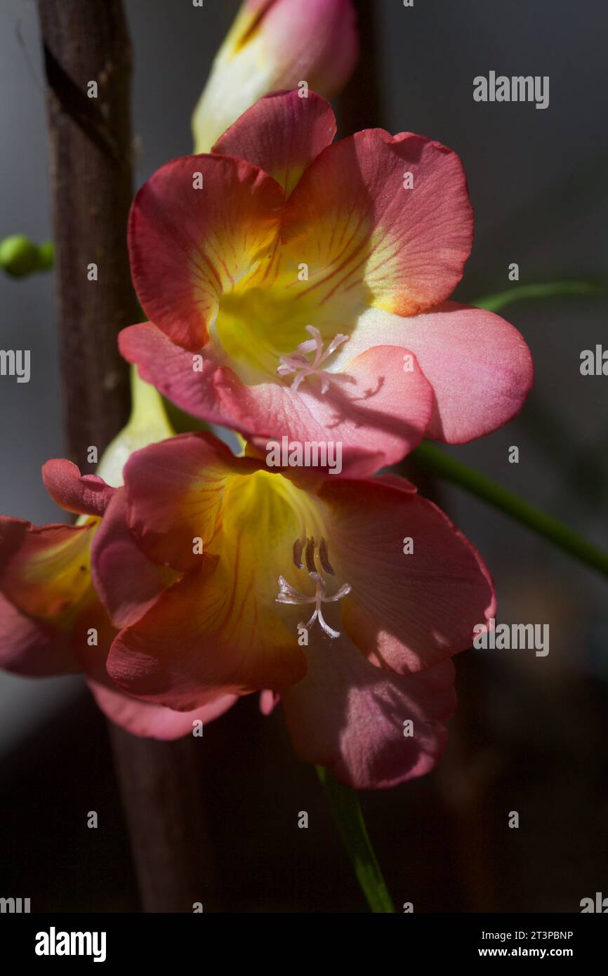 Freesia in bloom seen up close Stock Photo - Alamy