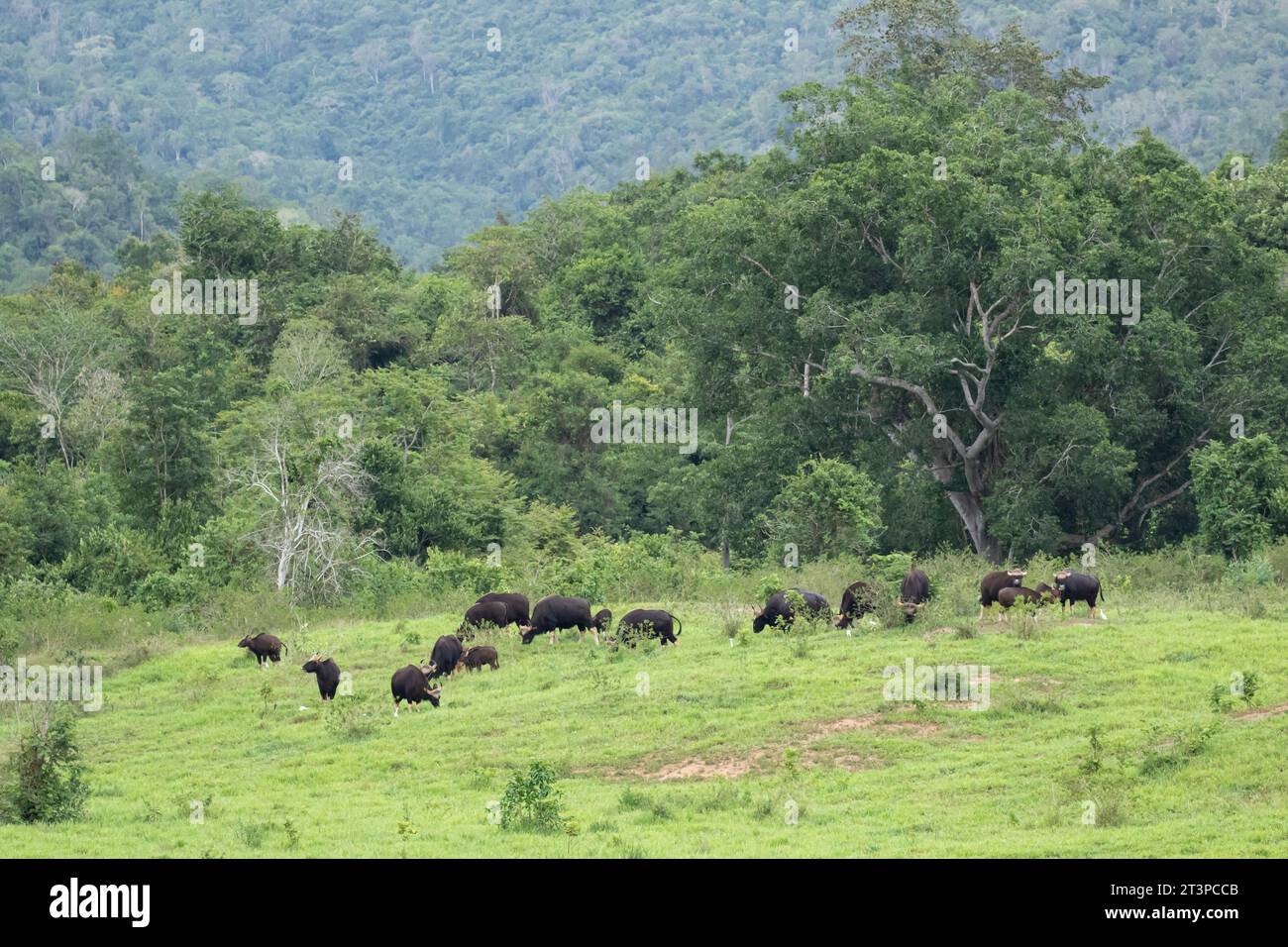Guar cow hi-res stock photography and images - Alamy