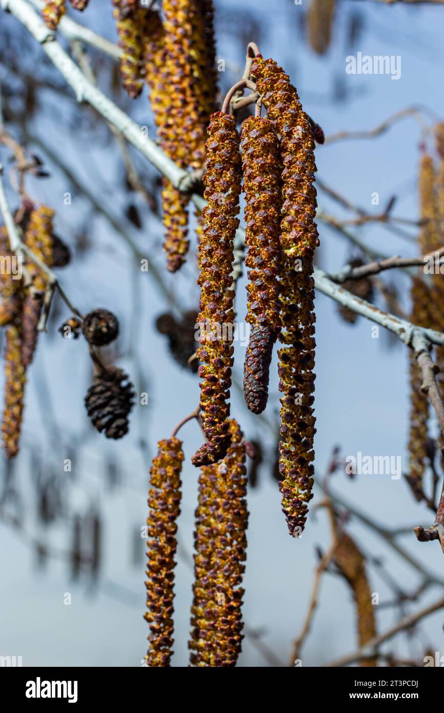 Small branch of black alder Alnus glutinosa with male catkins and ...