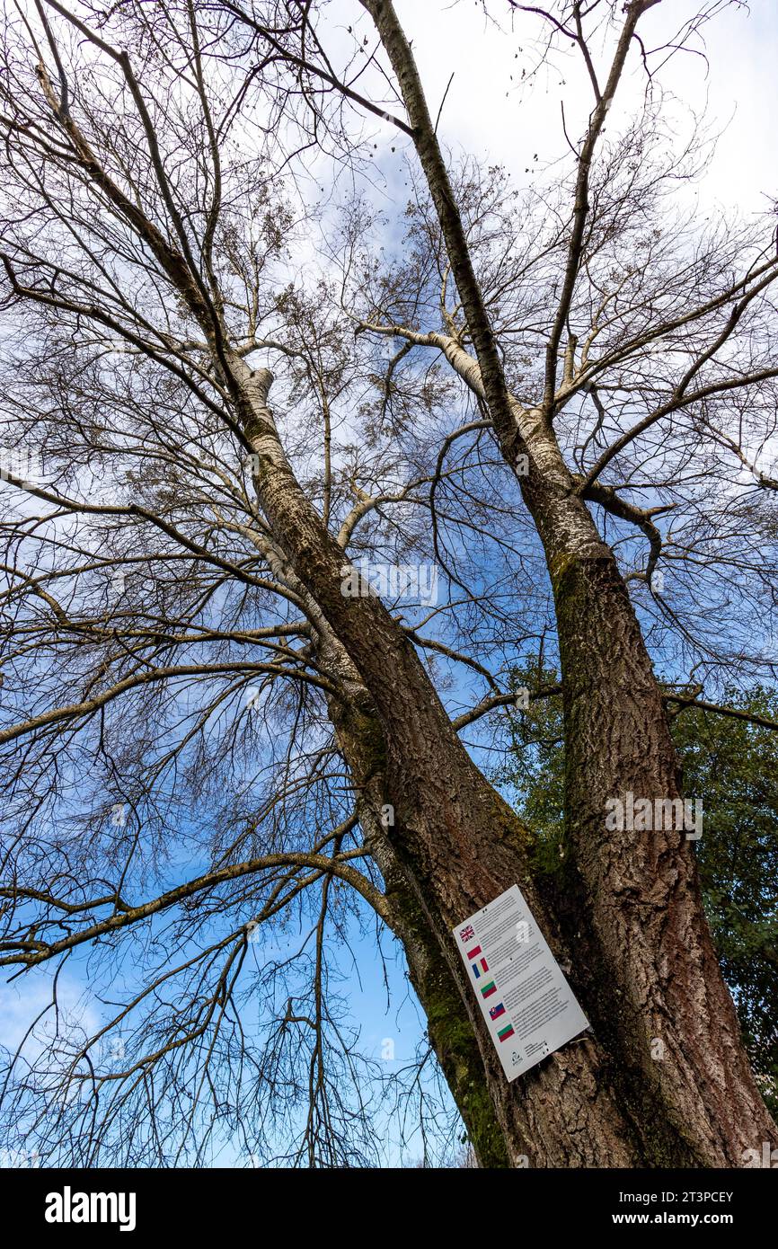 Mature White Poplar tree. Linear Arboretum, Ross on Wye, herefordshire ...
