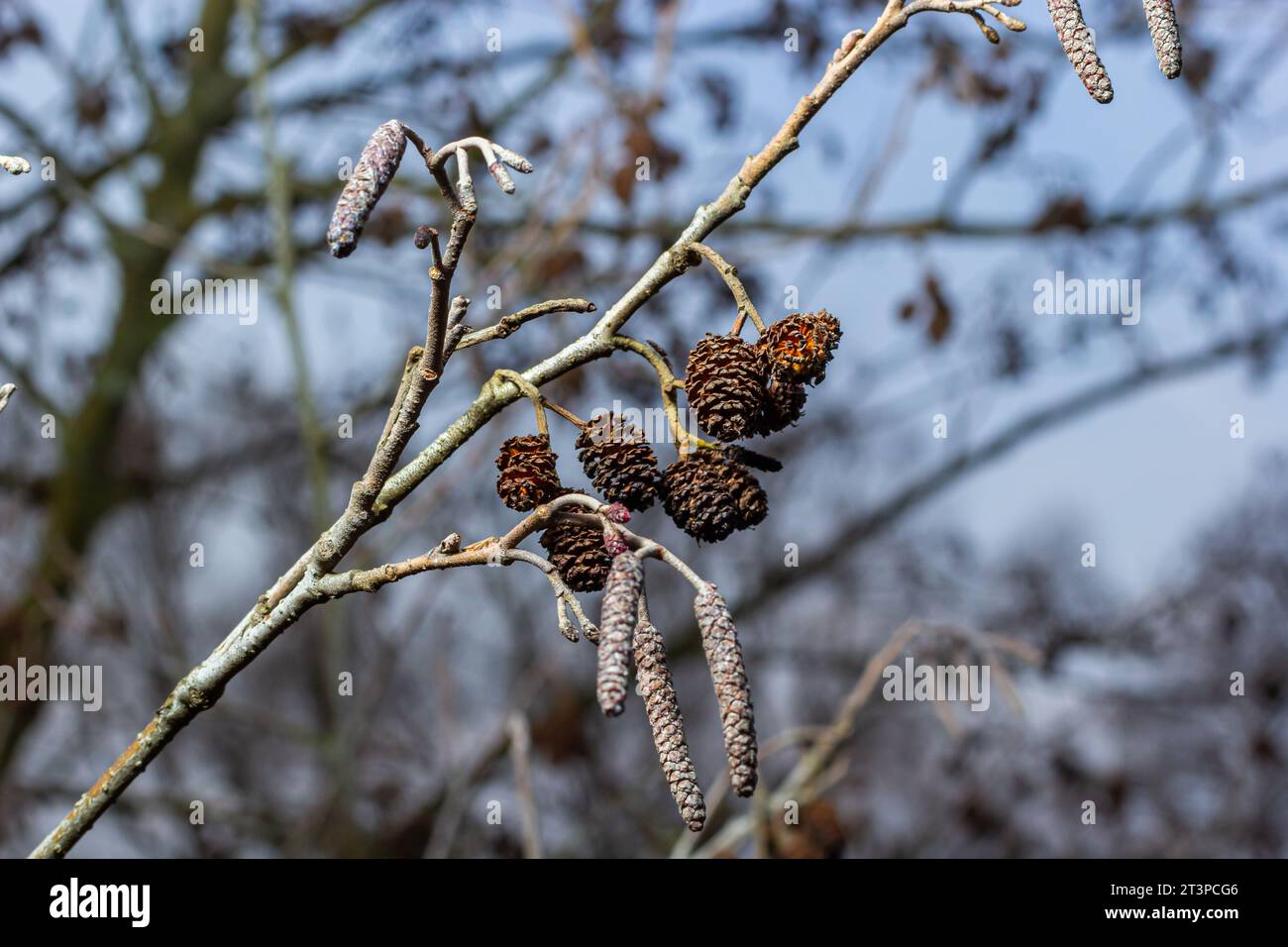 Small branch of black alder Alnus glutinosa with male catkins and ...