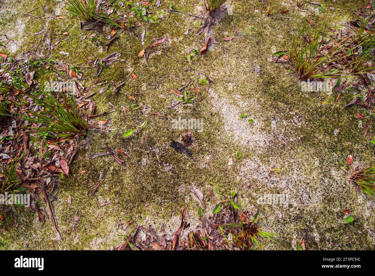 Green grass and moss backdrop and texture on the soil's surface. Green ...