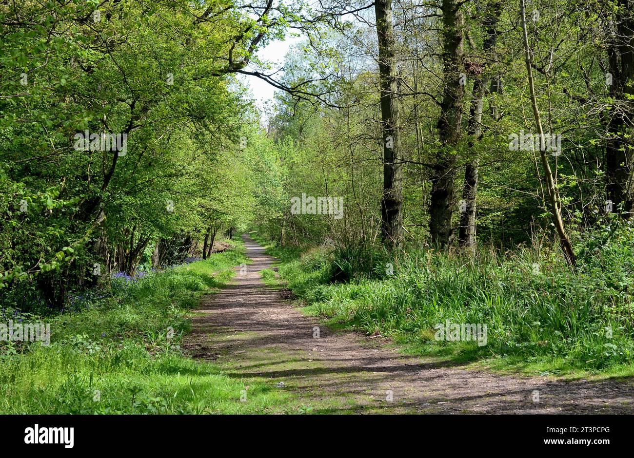 A beautiful walk along pathway through Bubbenhall wood in Warwickshire ...