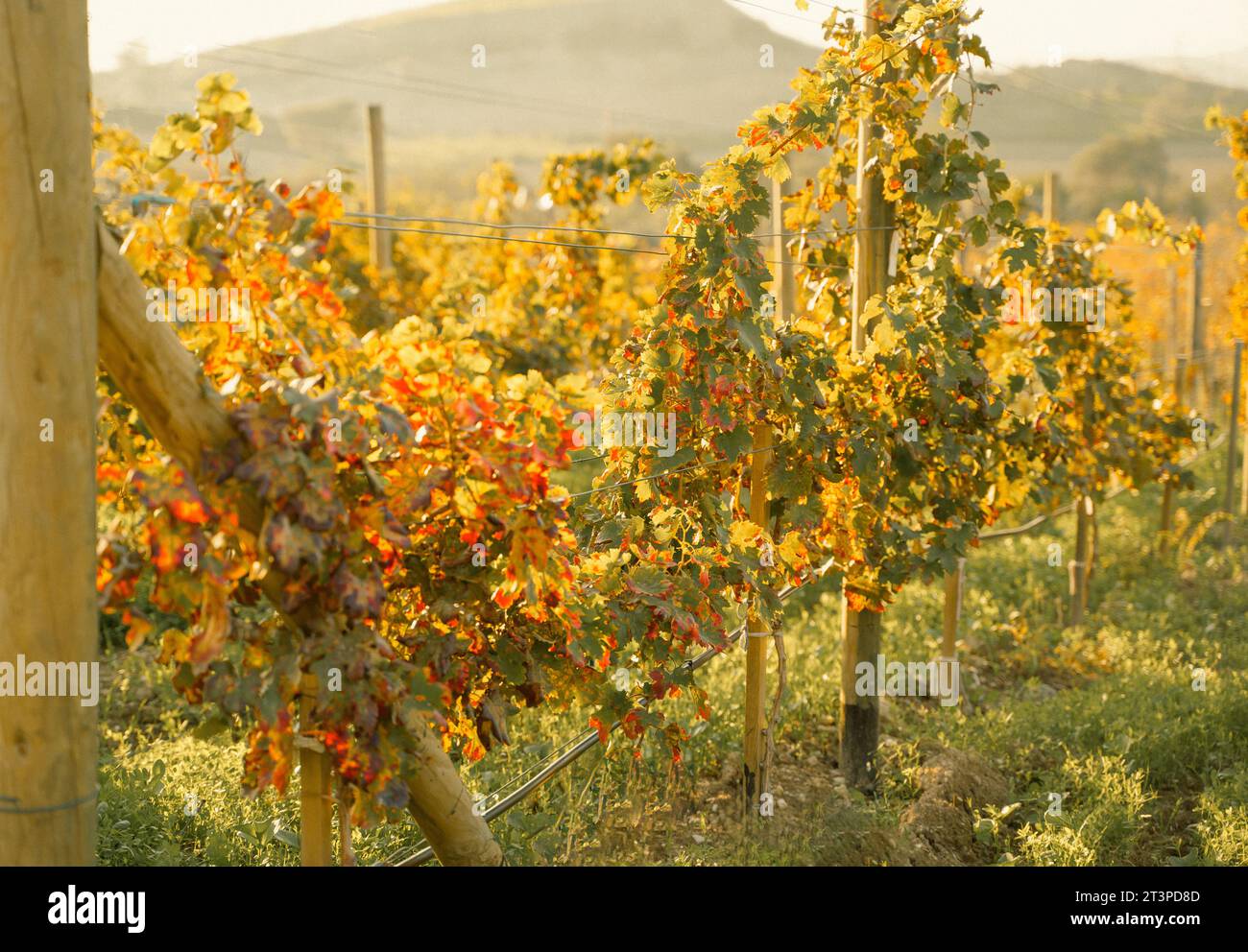 Rows of grapevines in large vineyard on mountainside in France, Italy. Red, white, rose wine ...
