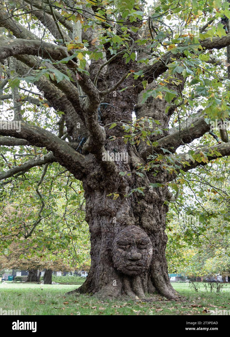 The giant grandfather tree at Acton public park. The tree looks like ...