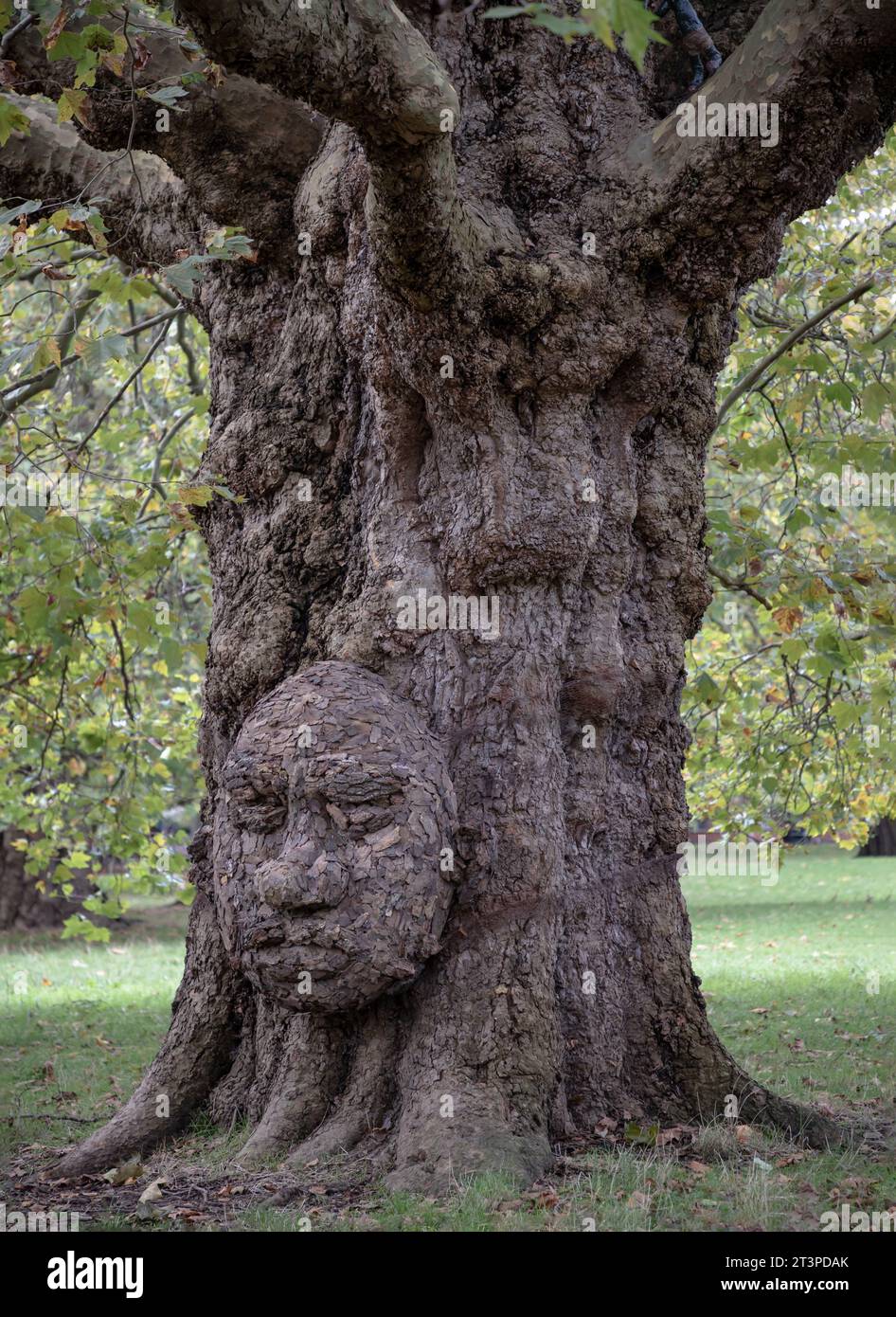 The giant grandfather tree at Acton public park. The tree looks like ...