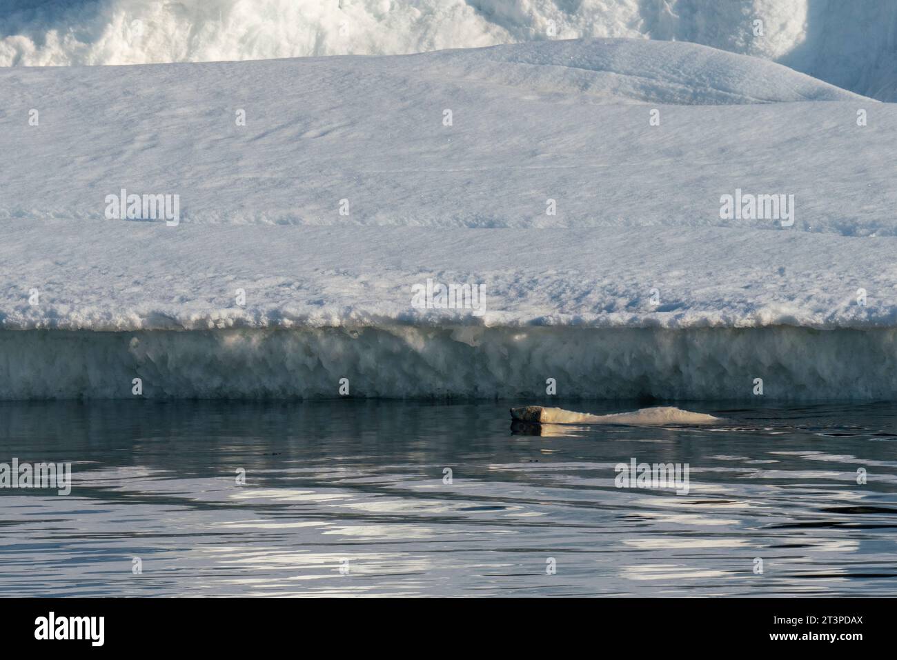 Polar bear (Ursus maritimus) swimming, Wahlbergoya, Svalbard Islands ...