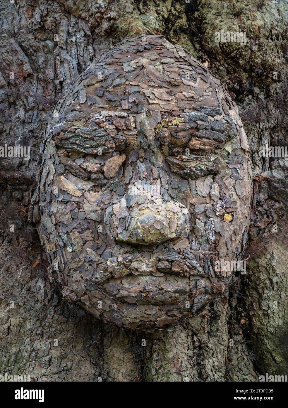 The grandfather tree. The tree looks like human's face, The concept of ...