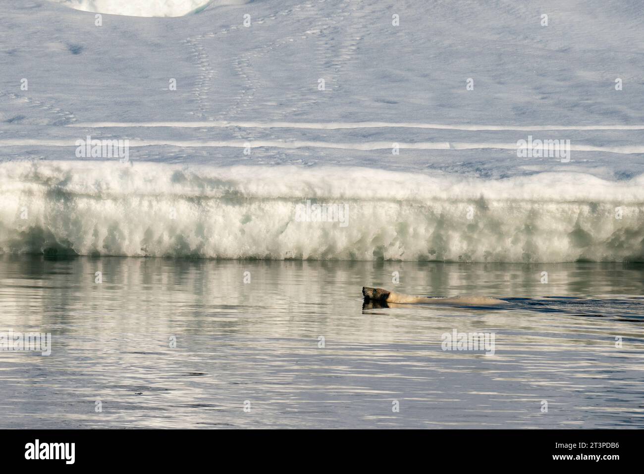 Polar bear (Ursus maritimus) swimming, Wahlbergoya, Svalbard Islands ...