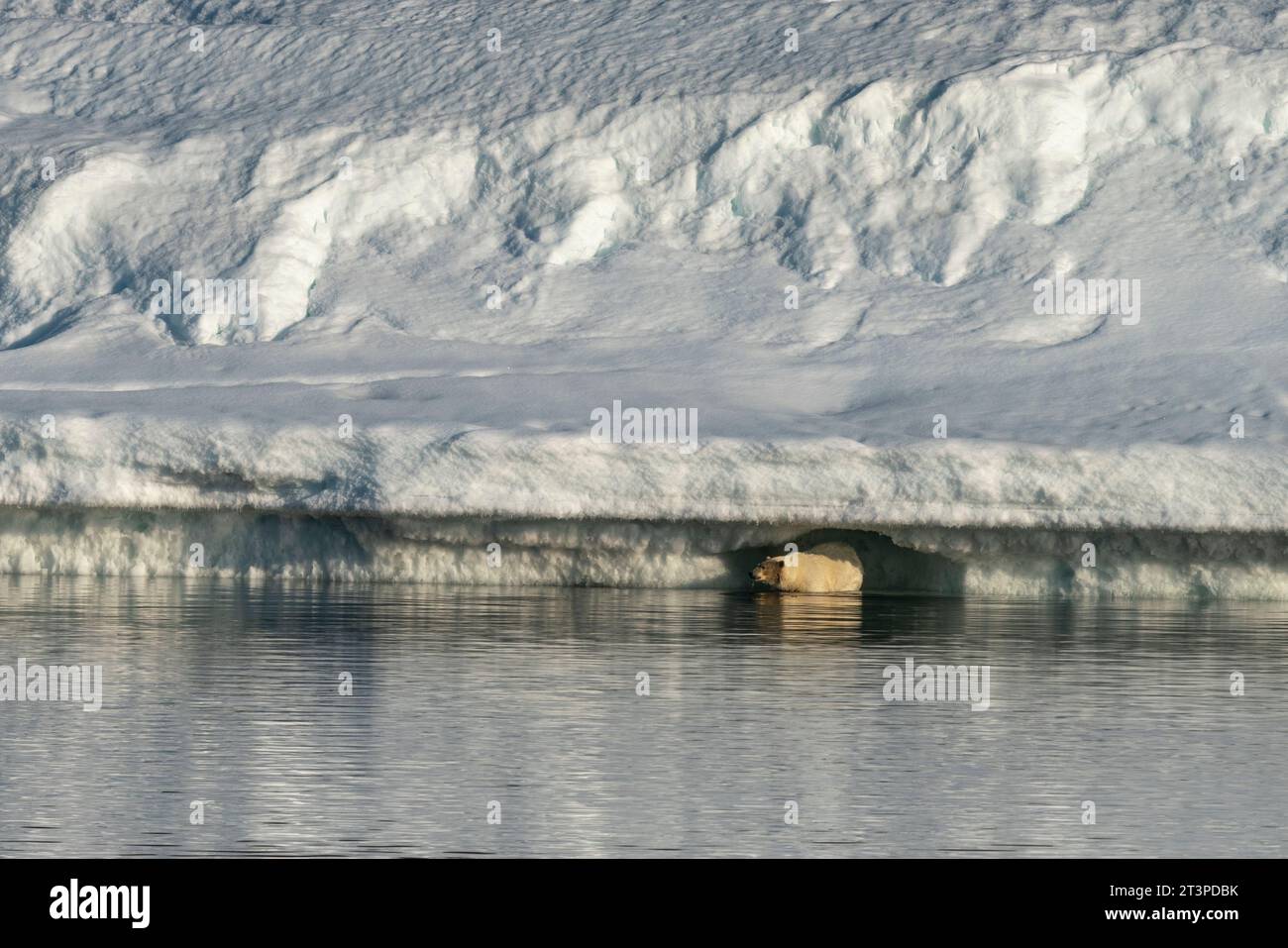 Polar bear (Ursus maritimus) hunting hides under the snow , Wahlbergoya ...