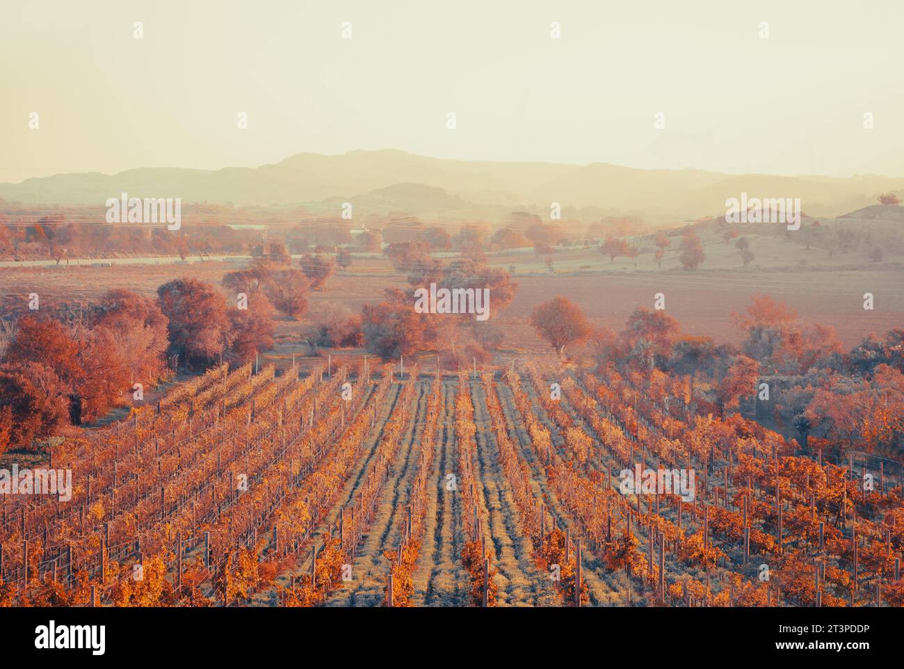 Rows of grapevines in large vineyard on mountainside in France, Italy. Red, white, rose wine ...