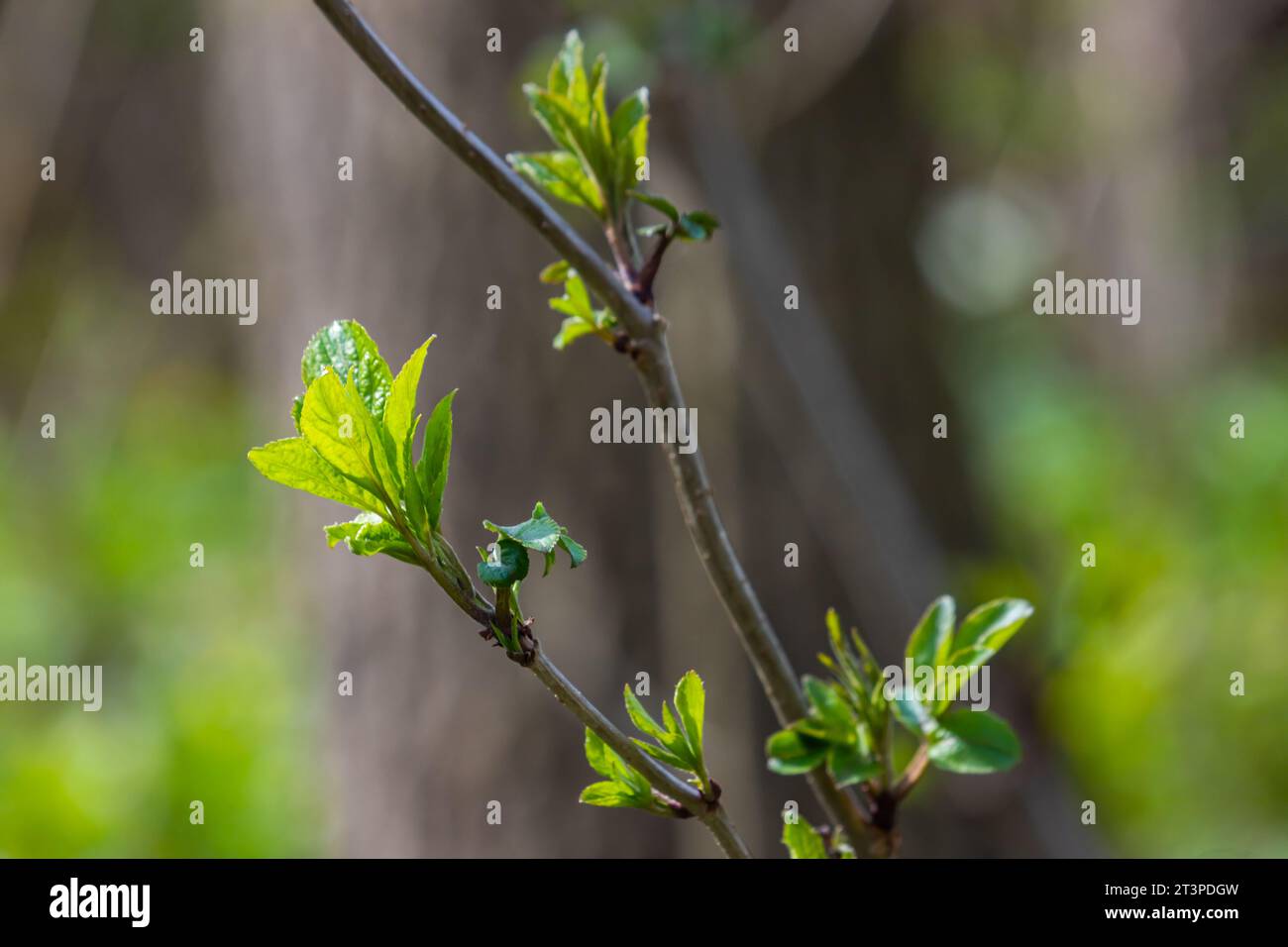 Big green buds branches. Young green leaves coming out from thick green ...