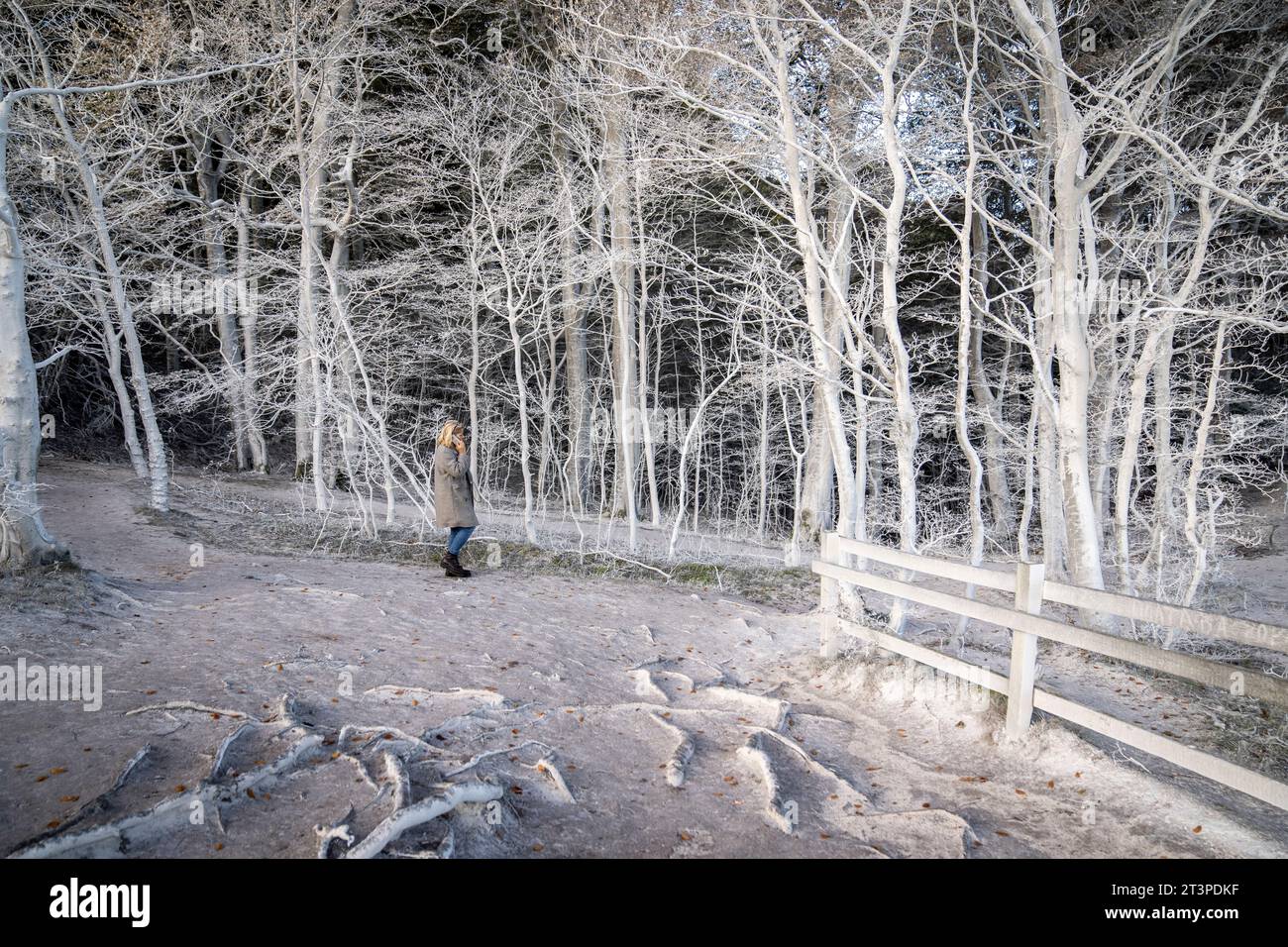 (ARCHIVE) The windy weather has left its clear mark on Moens Klint ...