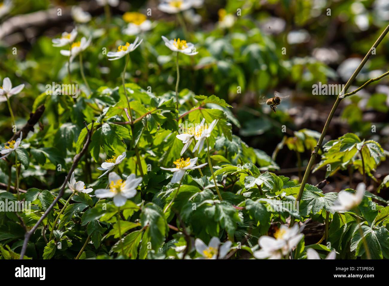 The many white wild flowers in spring forest. Blossom beauty, nature, natural. Sunny summer day ...