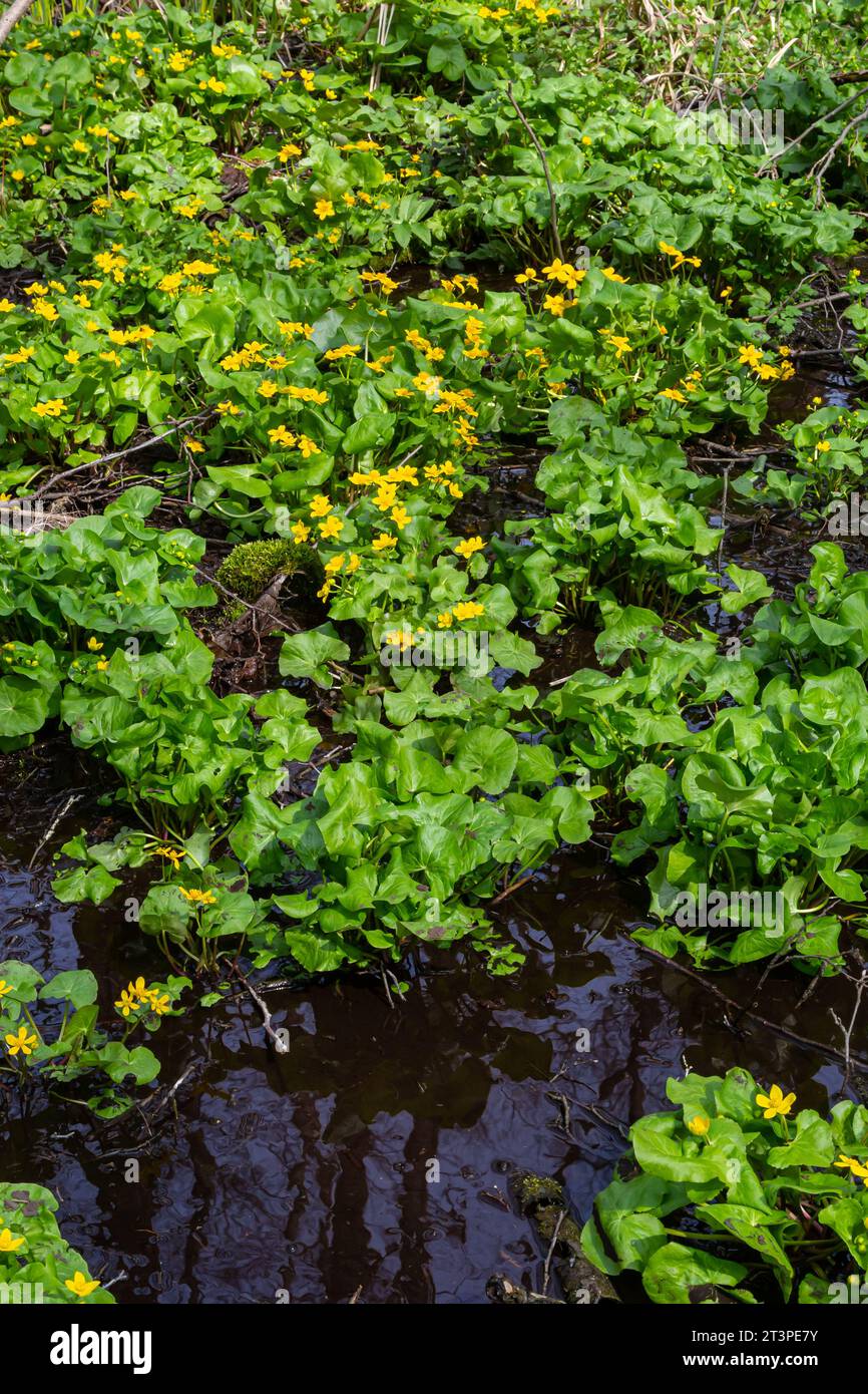 In spring, caltha palustris grows in the moist alder forest. Early ...