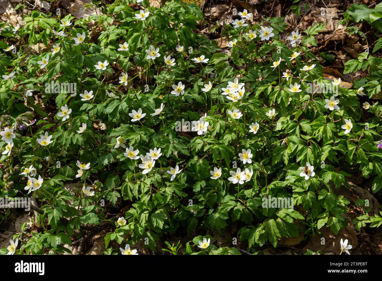 The many white wild flowers in spring forest. Blossom beauty, nature, natural. Sunny summer day ...
