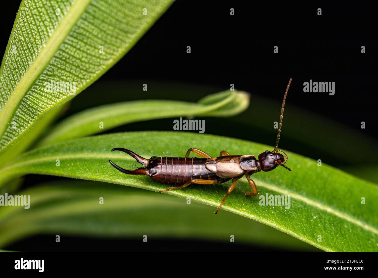 Earwig sitting on a leaf in our Backyard Stock Photo - Alamy