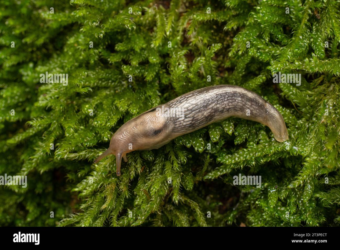 Slug and moss hi-res stock photography and images - Alamy