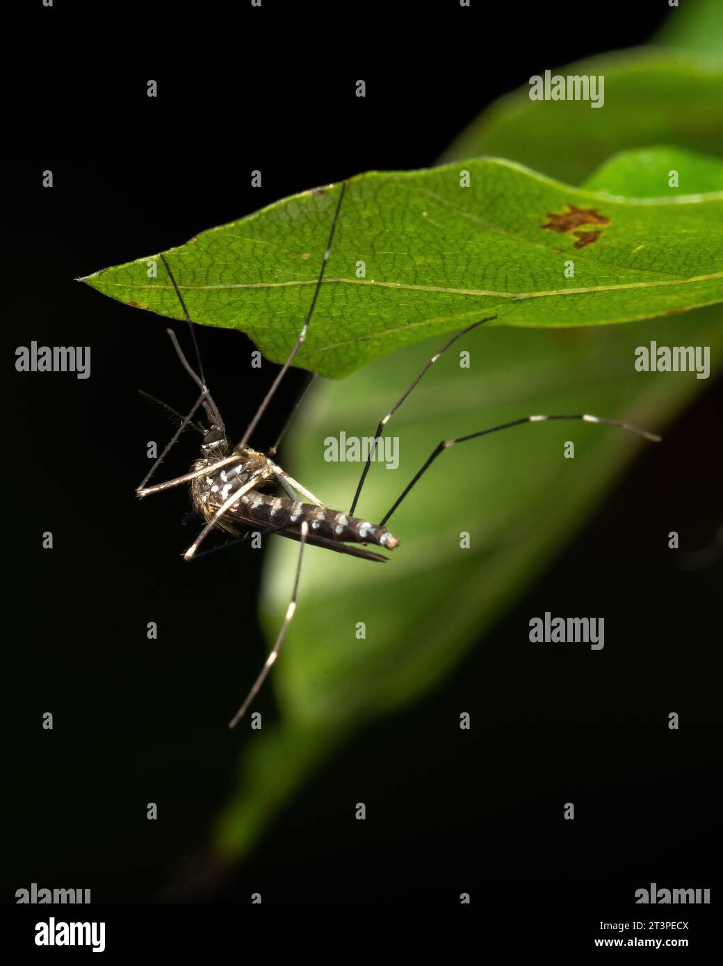 Asian tiger mosquito aedes albopictus hi-res stock photography and ...