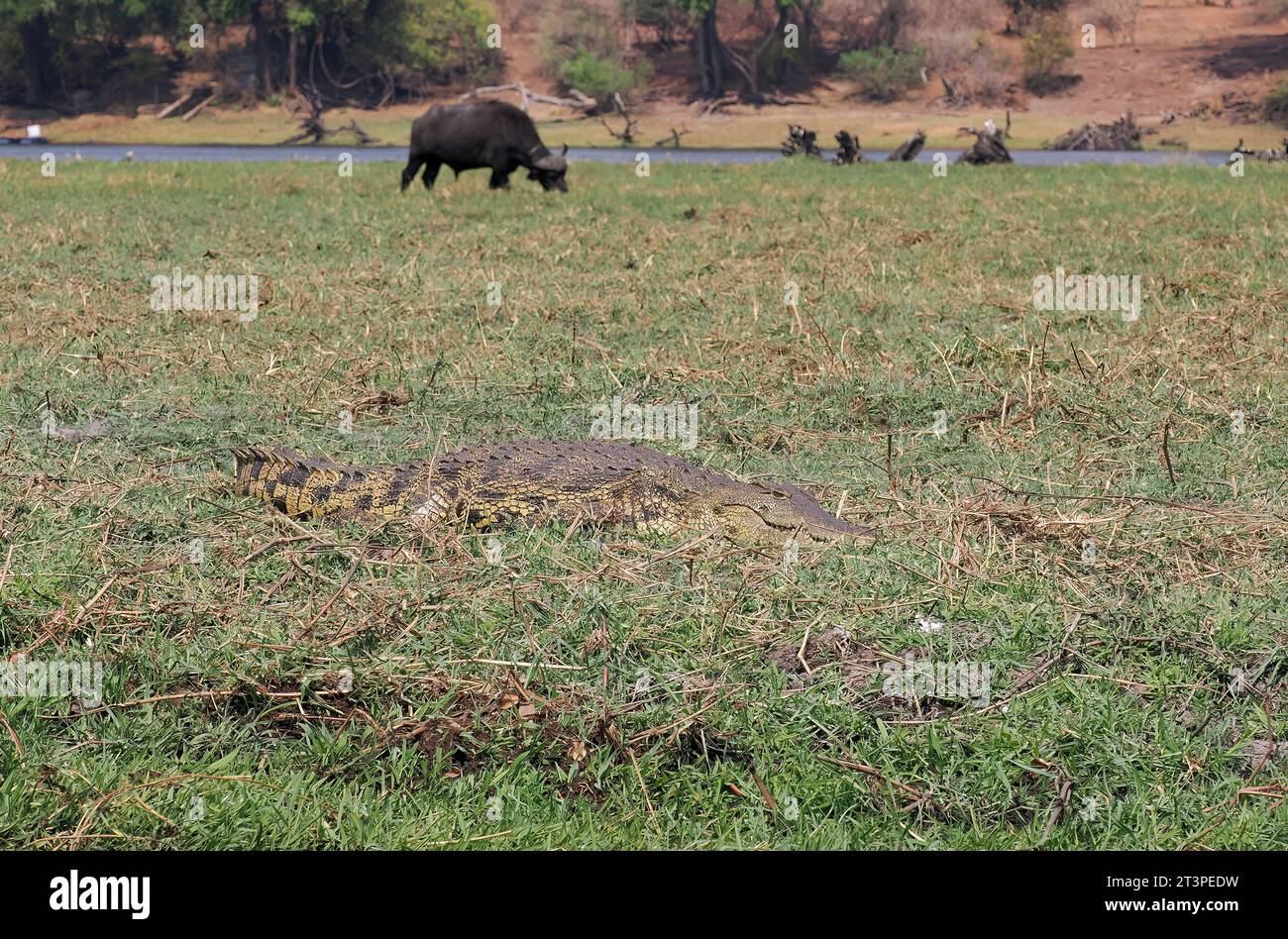 Nile crocodile, Nilkrokodil, Crocodile du Nil, Crocodylus niloticus ...