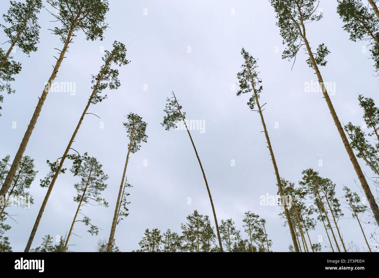 Slender tree trunks hi-res stock photography and images - Alamy