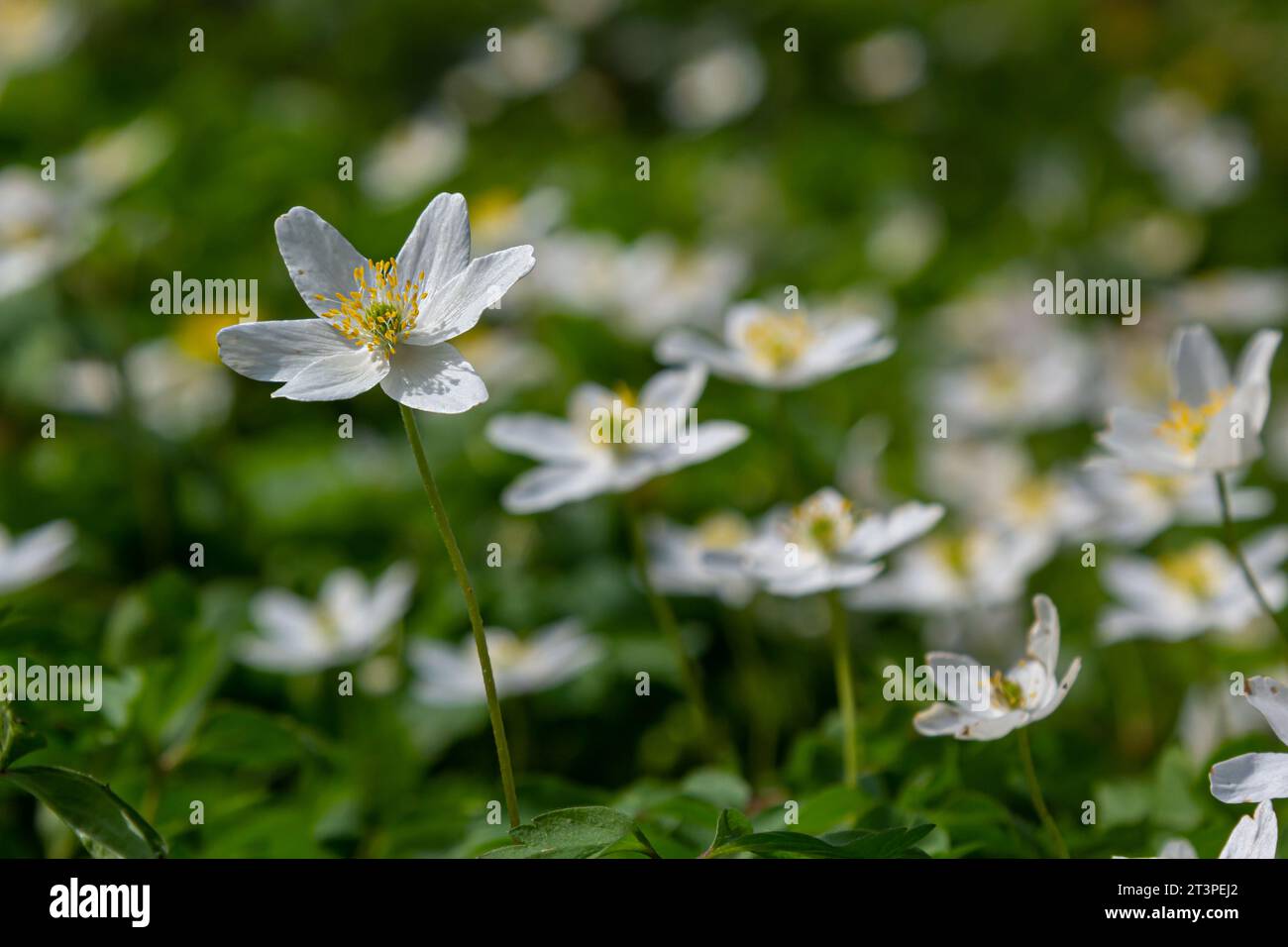 The many white wild flowers in spring forest. Blossom beauty, nature ...